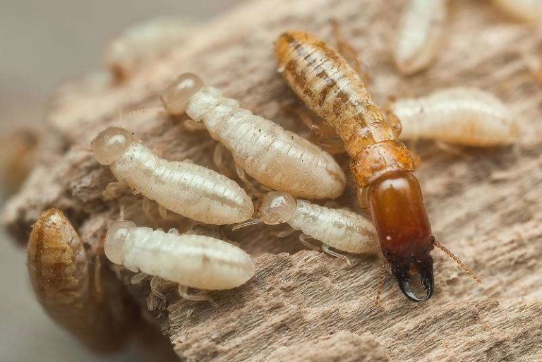 En EZSA somos expertos en insectos de la madera o xilófagos.