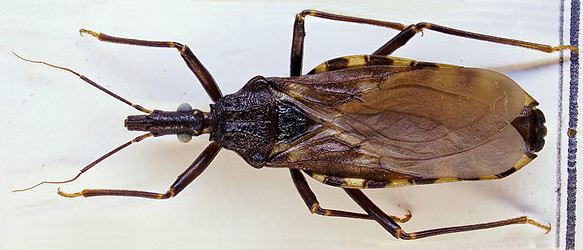 Chinche narizona o besucona (Triatoma spp.) - EZSA