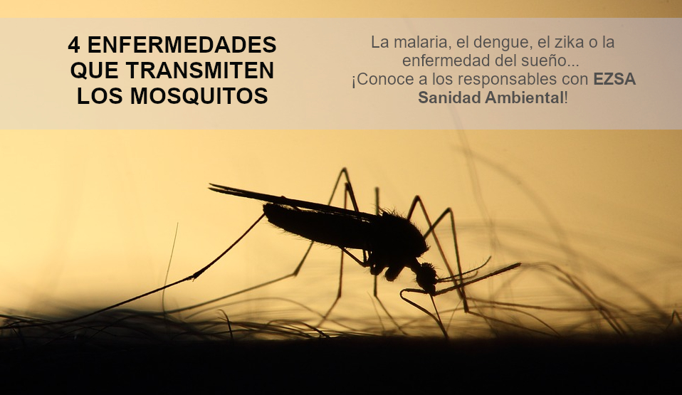 4 ENFERMEDADES QUE TRANSMITEN LOS MOSQUITOS - EZSA