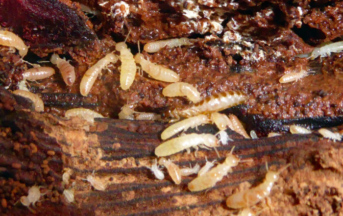 Termitas de la madera húmeda - EZSA