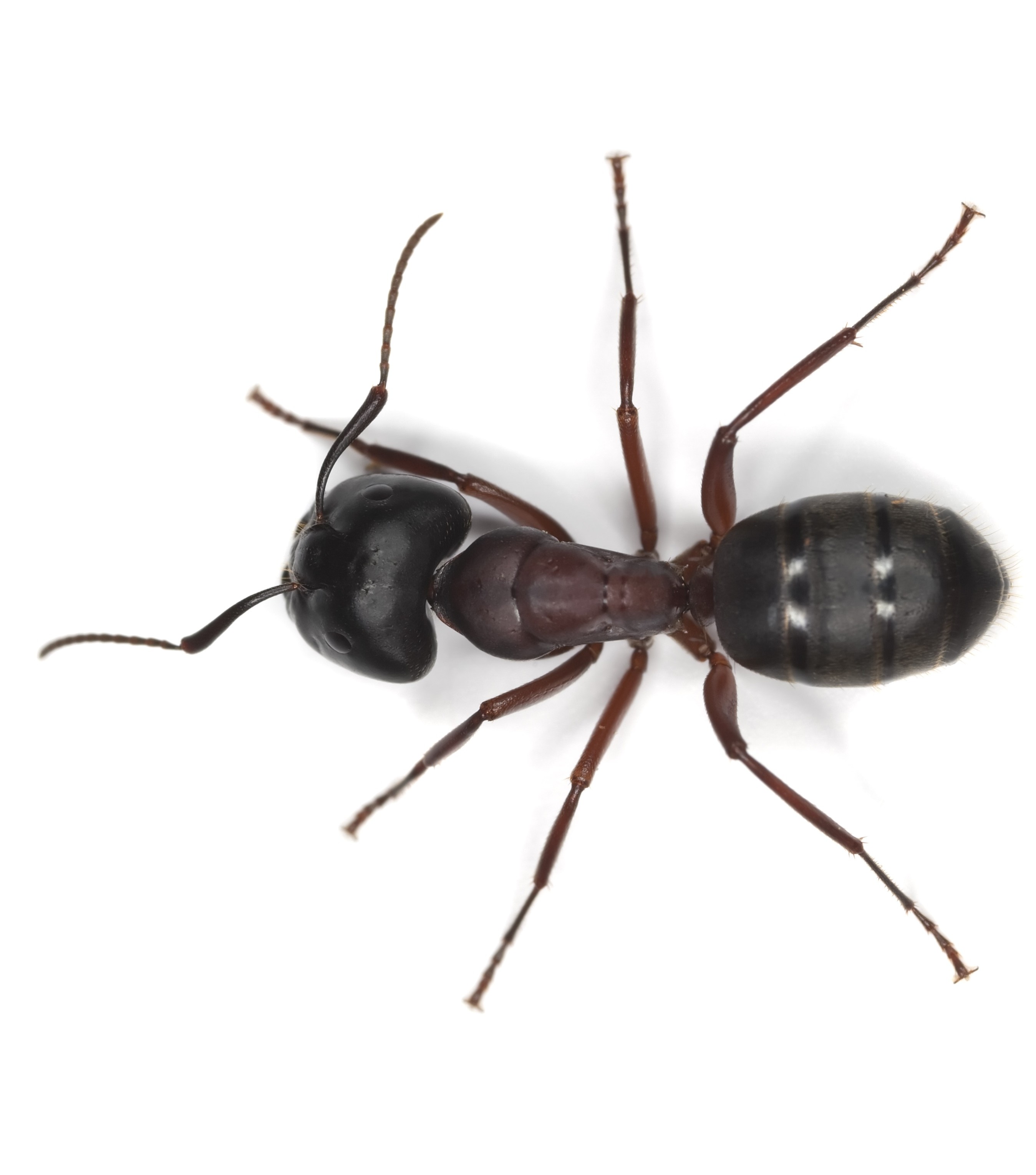 Hormiga Carpintera (Camponotus pennsylvanicus) - EZSA