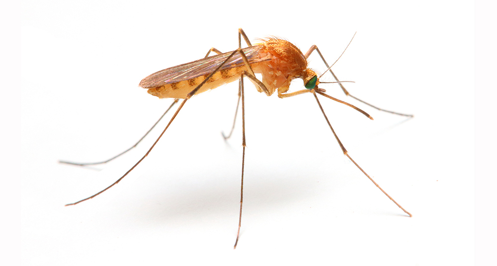 4 enfermedades que transmiten los mosquitos - EZSA
