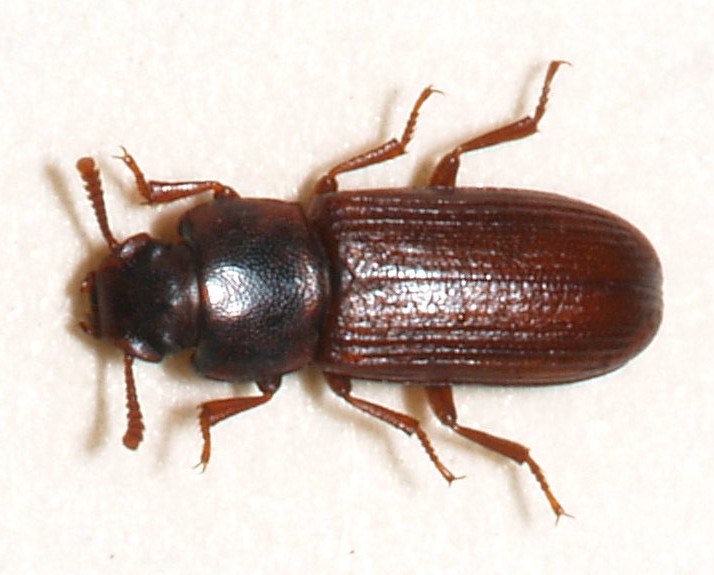 Tenebrio Escarabajo - Centro de Sanidad Animal: Importancia de los escarabajos ... : Sitophilus ...