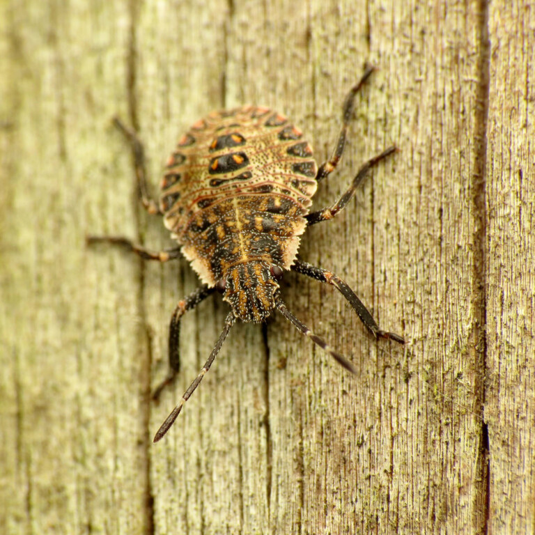 Evita las plagas de chinche apestosa de forma sencilla con Ezsa