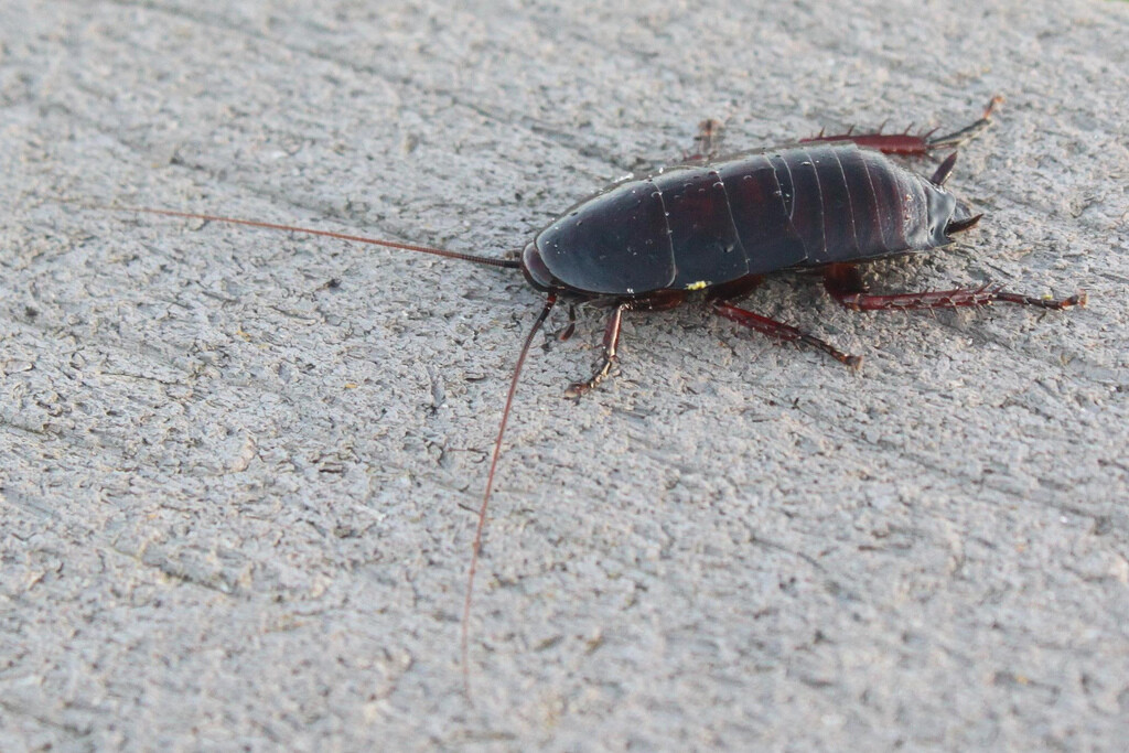 Evita las plagas de la cucaracha apestosa de Florida con EZSA.