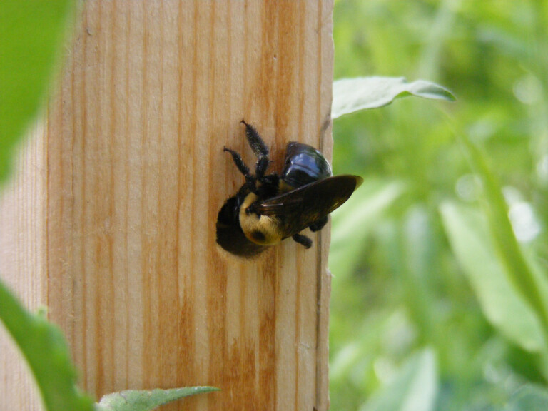 En EZSA somos expertos en insectos de la madera o xilófagos.