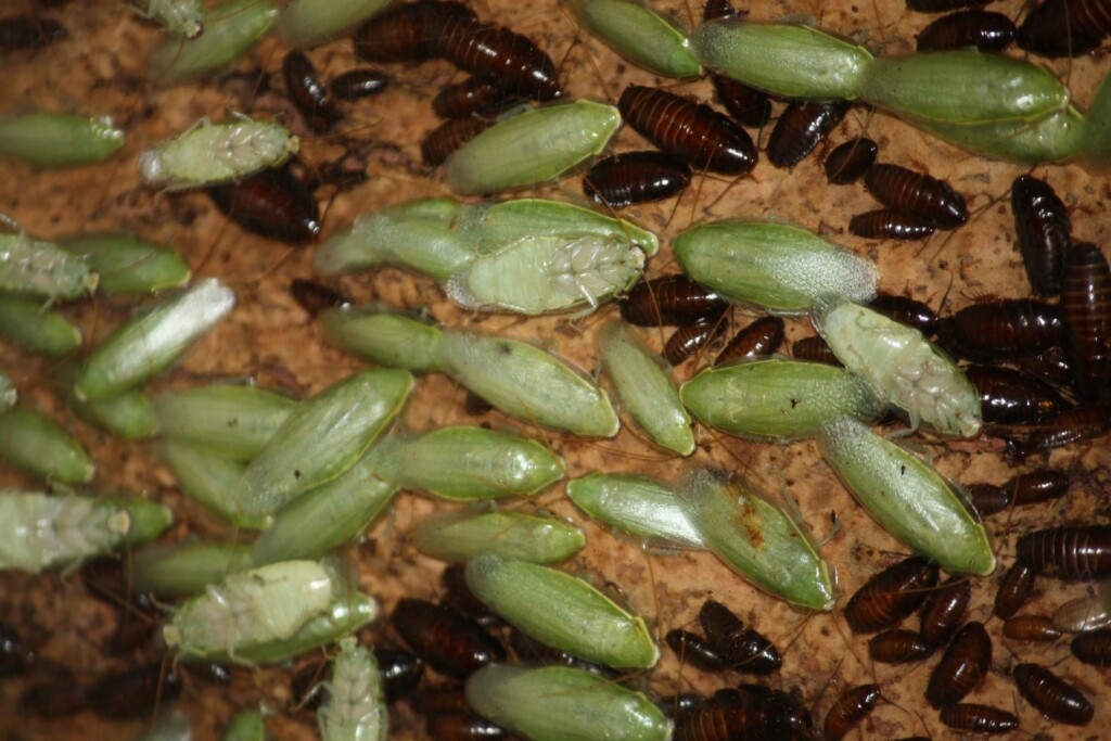 Evita las plagas de la cucaracha cubana con EZSA.