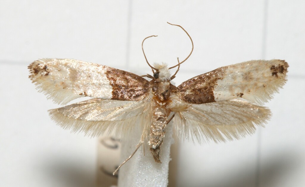 Elimina a la polilla de las alfombras o de las tapicerías con EZSA