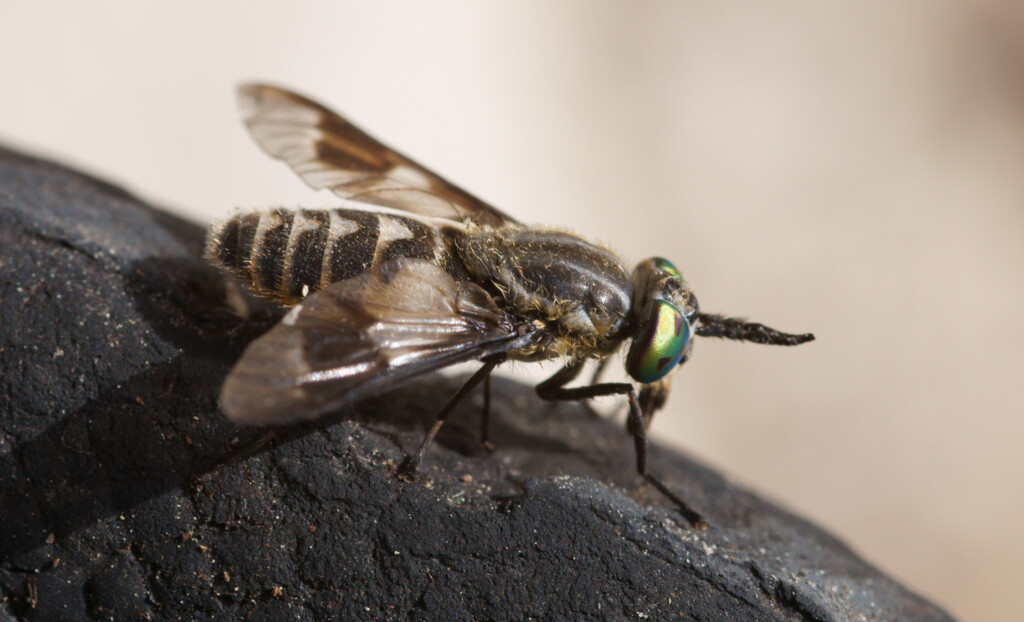 Tábano (Tabanidae spp.) - EZSA
