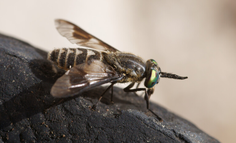 Evita las plagas de tábano de manera rápida con EZSA.