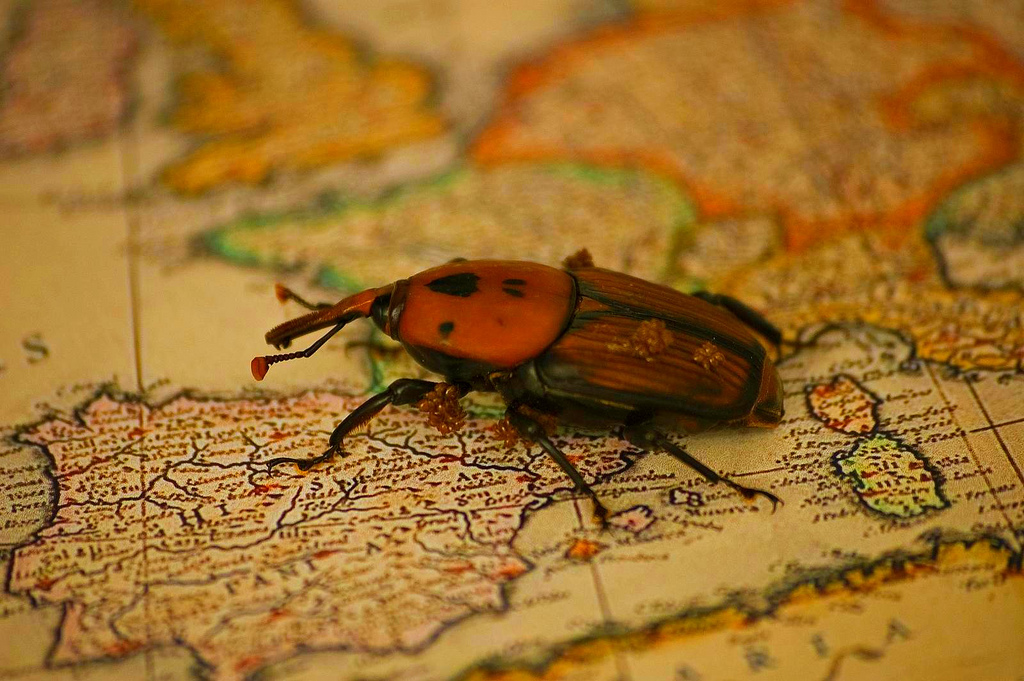 El nuevo enemigo de las palmeras: el picudo rojo. Conócelo con EZSA.