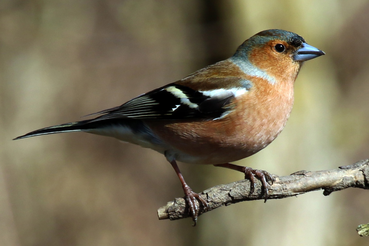 Chaffinch_(fringilla_coelebs)_m - EZSA