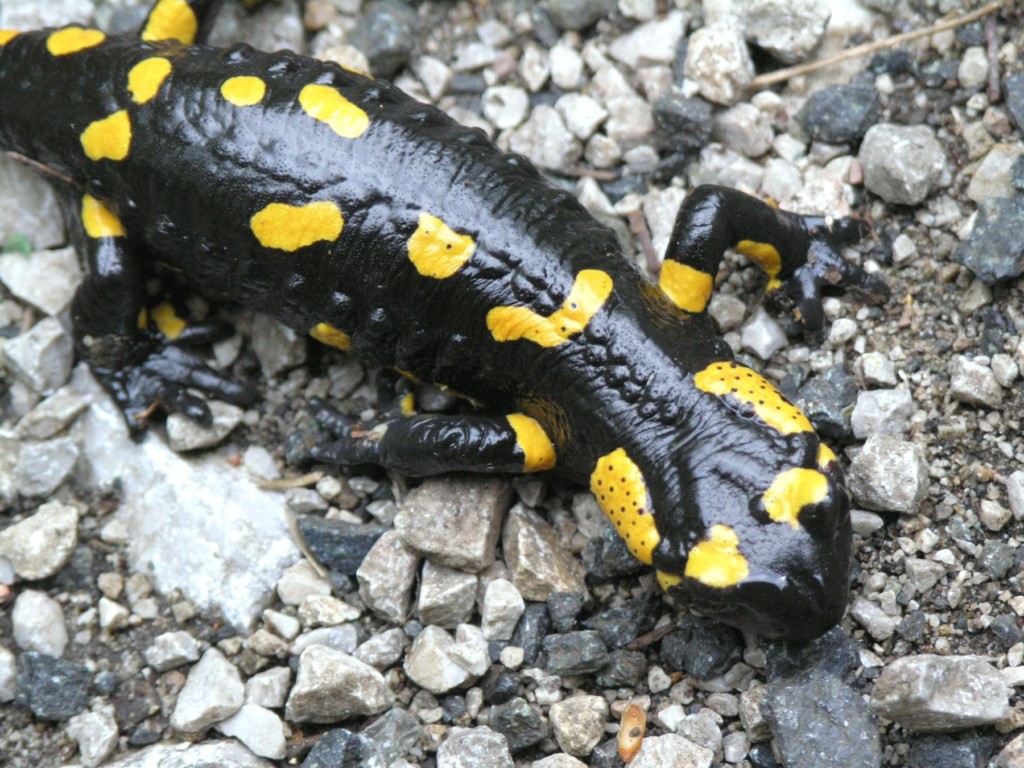 Conoce y evita a la salamandra con la ayuda de EZSA.