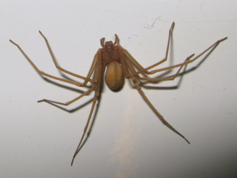 Evita a la araña reclusa parda mediterránea o de España con EZSA