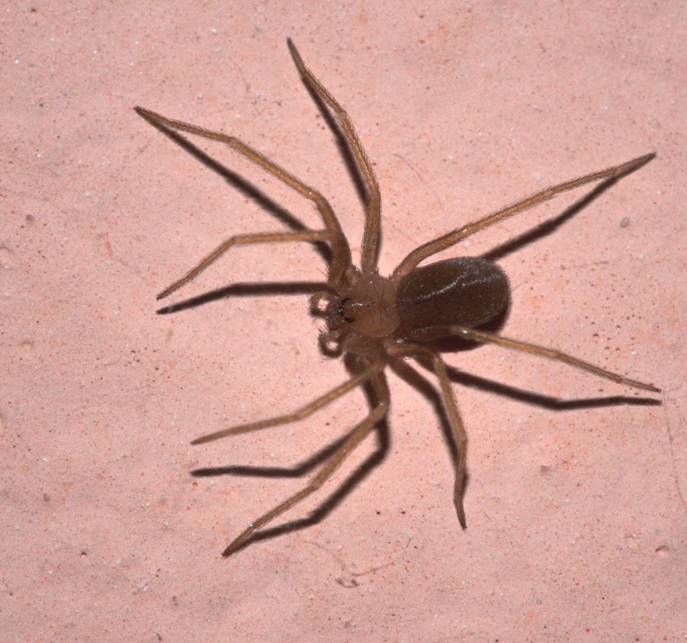 Evita a la araña reclusa parda mediterránea o de España con EZSA