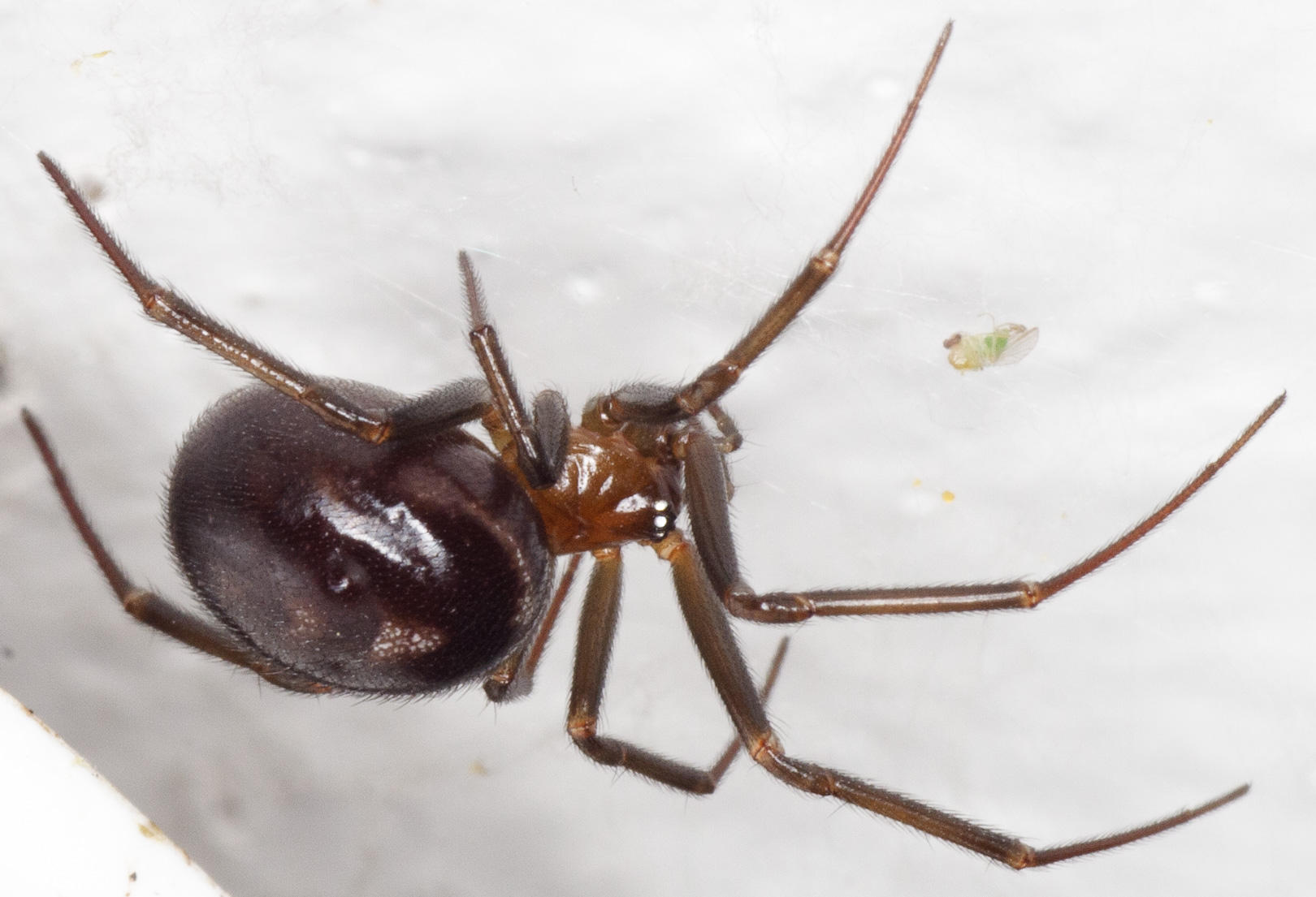 Evita a la araña del sótano o falsa viuda negra con EZSA.