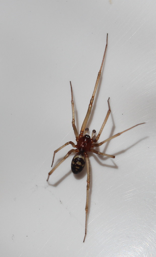 Evita a la araña del sótano o falsa viuda negra con EZSA.