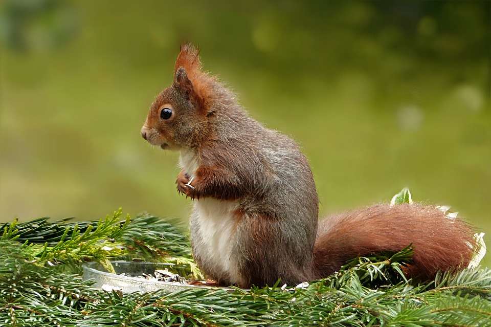 Ardilla común o roja (Sciurus vulgaris) - EZSA