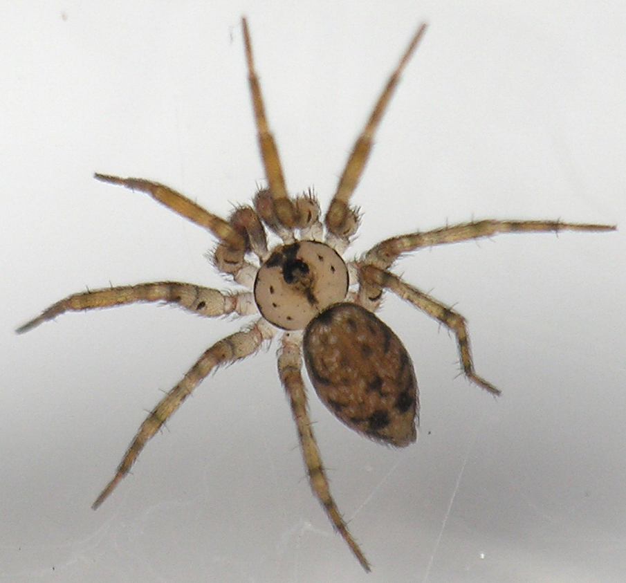 Arañas pequeñas (Oecobius spp.) - EZSA